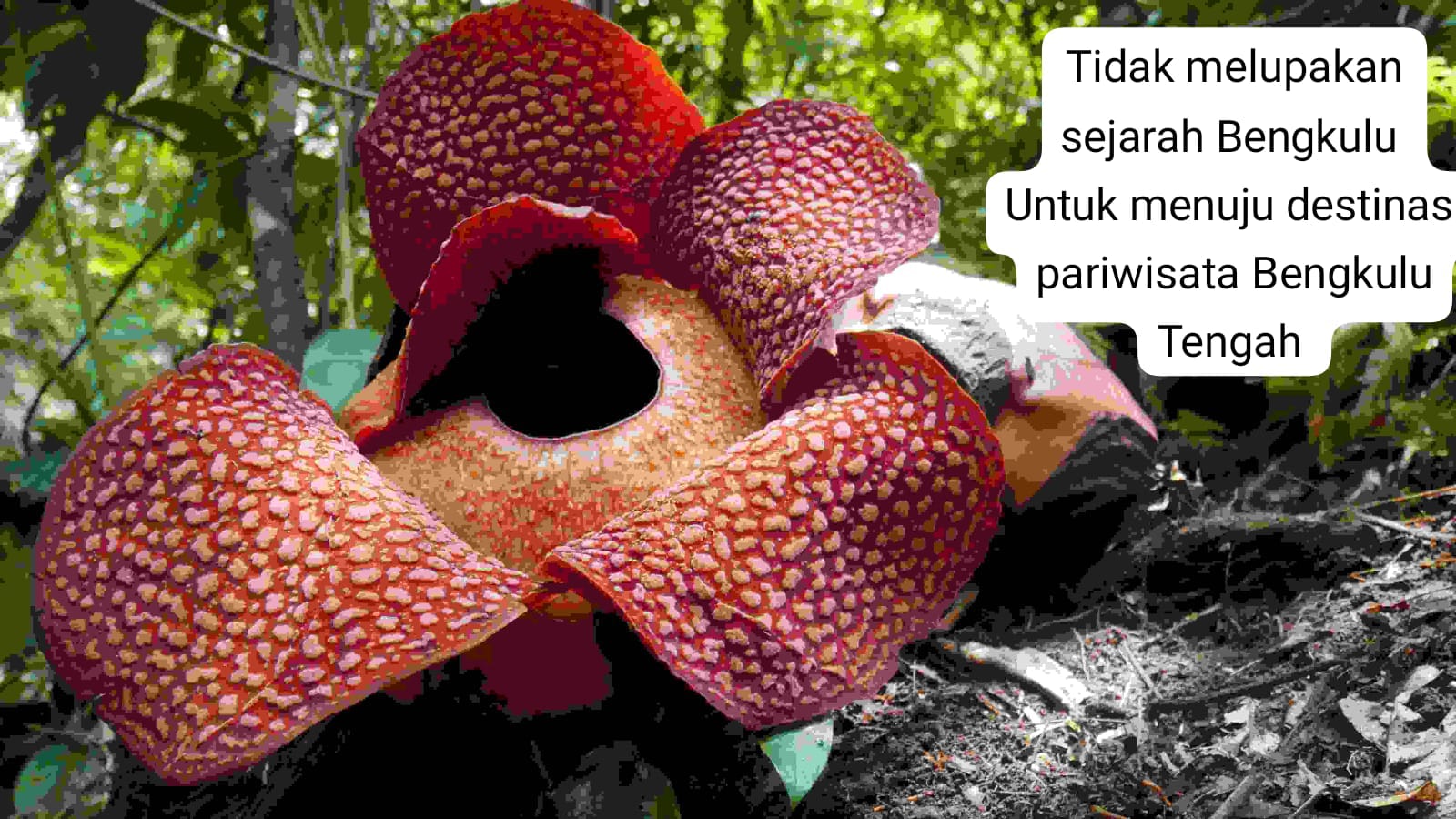 Mengenal Bunga Raflesia Bengkulu - Tinta Rakyat